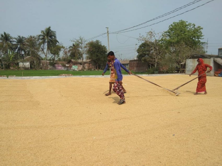 Salt tolerant rice varieties bring hope to Bangladesh farmers ...
