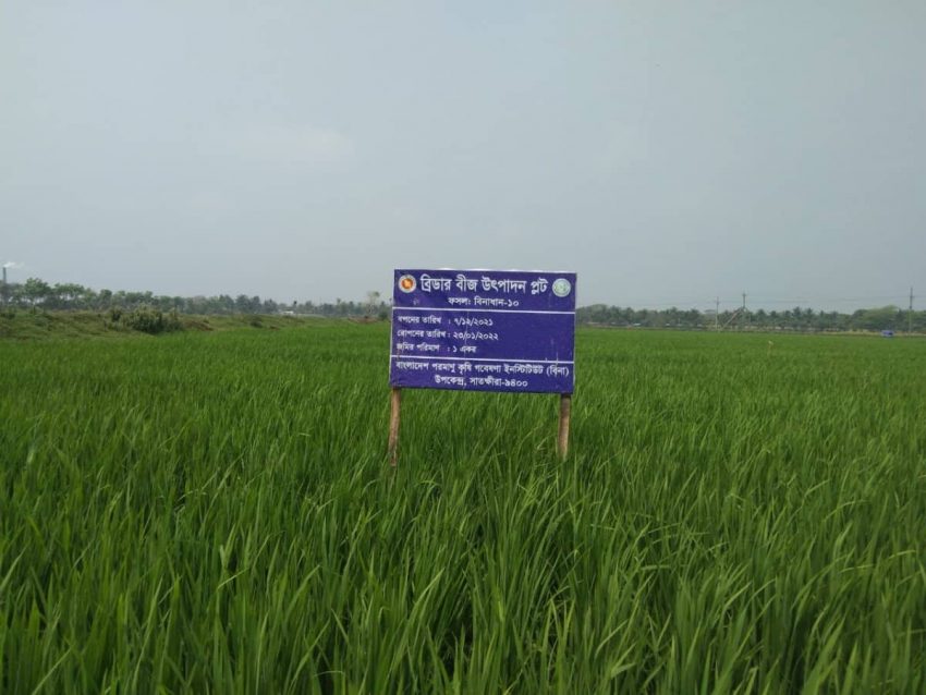 Salt tolerant rice varieties bring hope to Bangladesh farmers ...