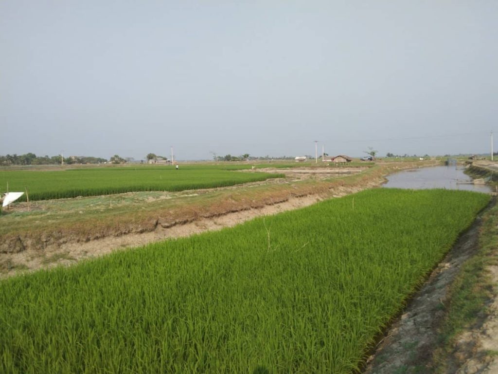 Salt tolerant rice varieties bring hope to Bangladesh farmers ...