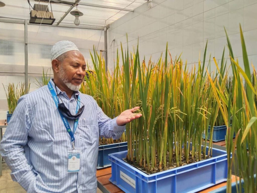 Salt tolerant rice varieties bring hope to Bangladesh farmers ...