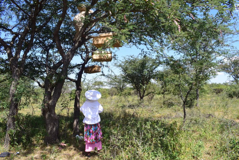 Tanzania: Beekeeping for Sustainable Livelihoods and Climate Resilience ...